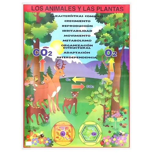 POSTER LOS ANIMALES Y LAS PLANTAS | Mundidáctico